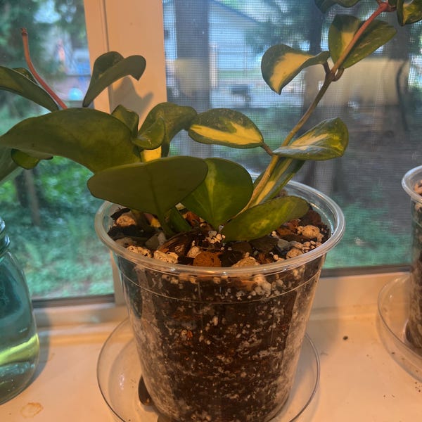 Chester Fern Starter Plant (ALL STARTER PLANTS Require You to Purchase ...