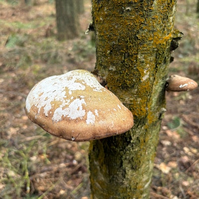 DIGITAL ITEM Rad Radish Socks Knitting Instructions - Etsy