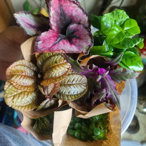 2 Inch Terrarium Plants/ Premium Foliage Mix - Etsy