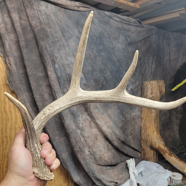 Bulk Craft Whitetail Deer Antlers! No Broken Tines or Tips! Natural ...