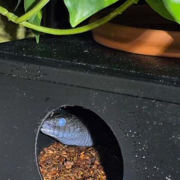 Leopard Gecko Hide, Moist Hide Lay Box, and Feeding Station - Etsy