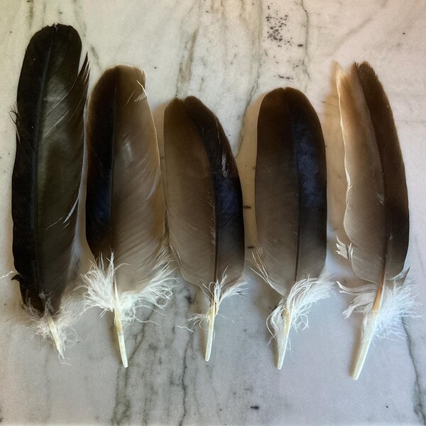 Large Igun Feather - Etsy