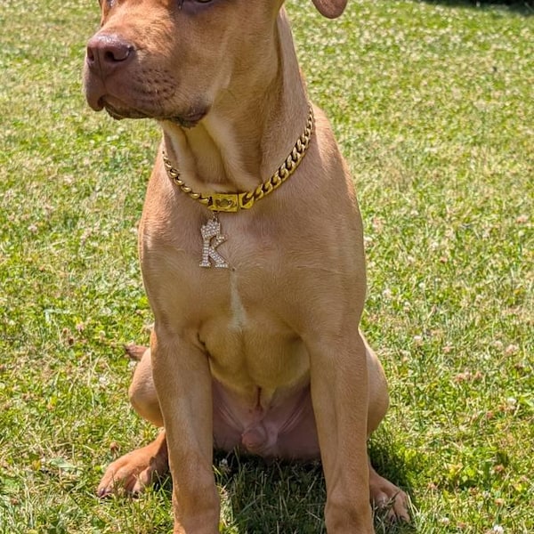 Custom Dog Chain Collar, Cuban Link Dog Chain,jewellry for Dog,dog ...