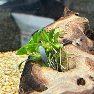 Samolus Parviflorus Red Rare Live Aquarium Plants - Etsy