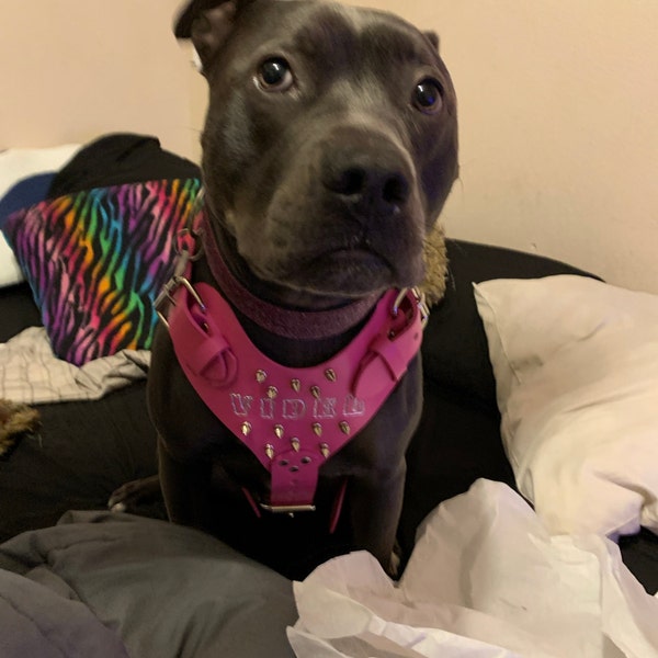 Custom Name with Spikes Leather Dog Harness - Etsy