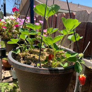 Potted Joan J Thornless Ever Bearing Red Raspberry Plants - Etsy