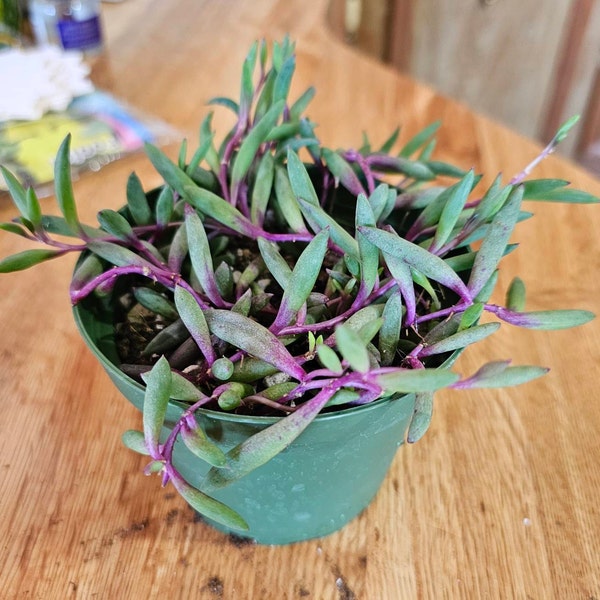 Ruby Necklace, String of Rubies, Little Pickles, Othonna Capensis ...