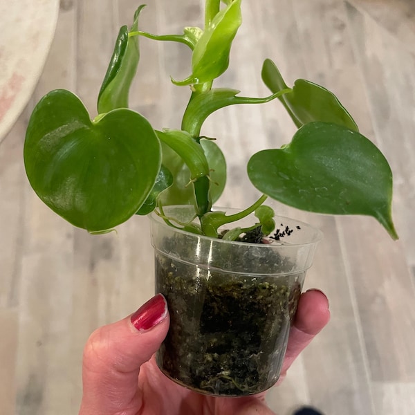 Tradescantia Blossfeldiana Aurea “limelight” - Etsy