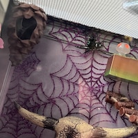 3D Printed Magnetic Pinecone Spider Hide - Etsy