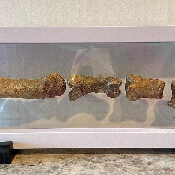 Proetidae Trilobite on Matrix, Premium Specimen - Etsy