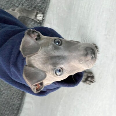 MADE TO ORDER Puppy Italian Greyhound Clothing Fleece Vest. - Etsy UK