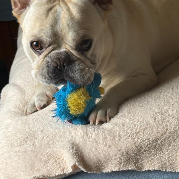 Plush Dog Toy With TPR Squeaky Ball – Q Ball I , Durable Toy for ...