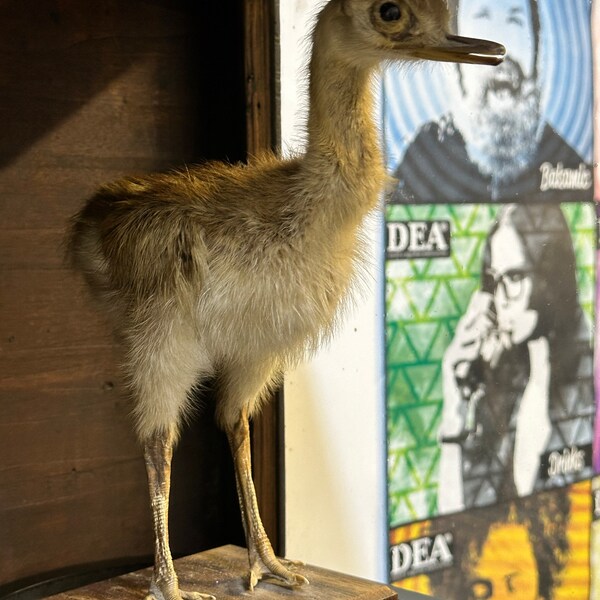 Taxidermy Bird Stuffed Bird AFRICAN SULTAN CHICKEN Porphyrio ...