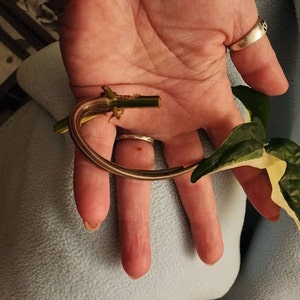 Persian Queen Geranium Golden Chartreuse Leaves and Neon Pink - Etsy