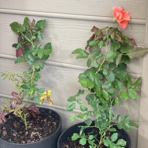 Viburnum Plicatum 'popcorn' Live Plant Perennial Shrub White Snowball ...