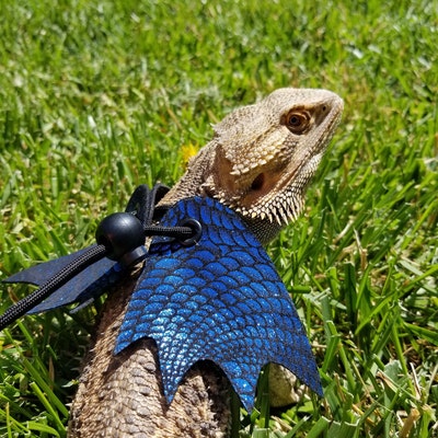Leather Lizard Harnesswater Dragon With Wings - Etsy