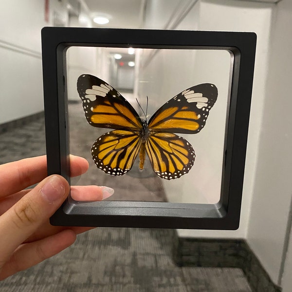 Real Butterfly 3D Floating Frame With Support Base ,original Butterfly ...