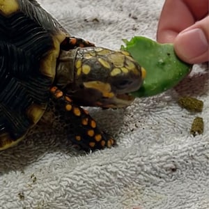 3 Small PADS Spineless Thornless Edible Nopales Prickly Pear Cactus ...