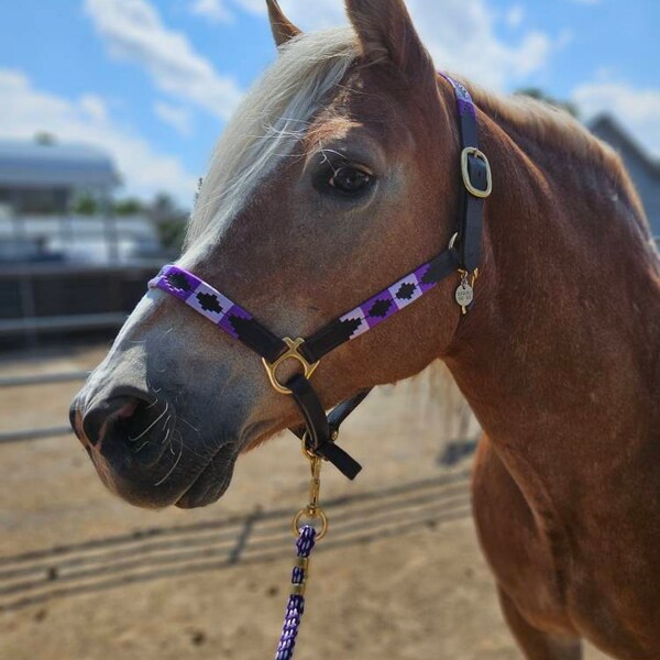 Anatomical Padded Leather Halter - Etsy