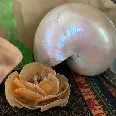 Polished Jade Turbo Shell Large Polished Trochus Polished White Shell ...