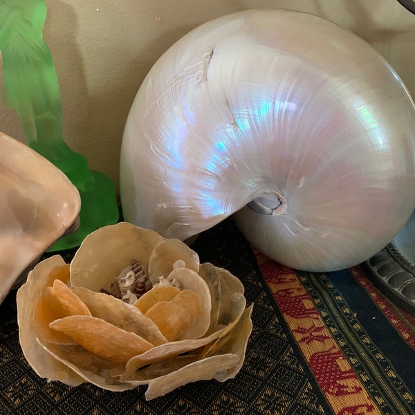 Bumble Bee Shells Bee Hive Shells Engina Mendicaria 1/4 1/2 Black and ...