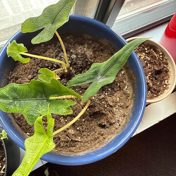 Philodendron Birkin Galaxy Starter Plant (ALL STARTER PLANTS Require ...