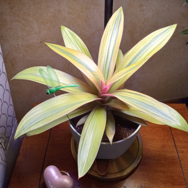 Rhoeo 'sitara's Gold' (tradescantia Spathacea) - Etsy