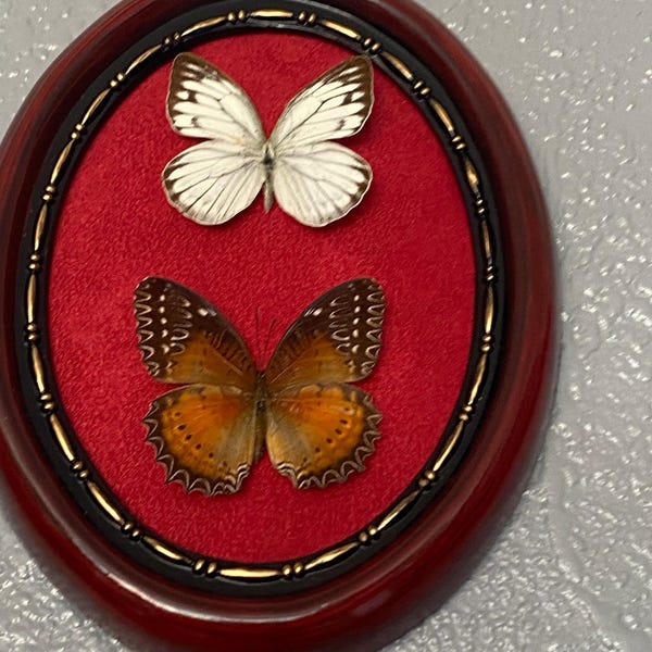 Butterfly Specimen in Glass Cover, Real Insect Specimen, Butterfly ...