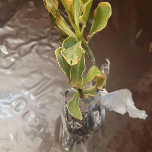 1 Grafted Double "purple Fire" Adenium /desert Rose Plant. 5-7 Inch ...
