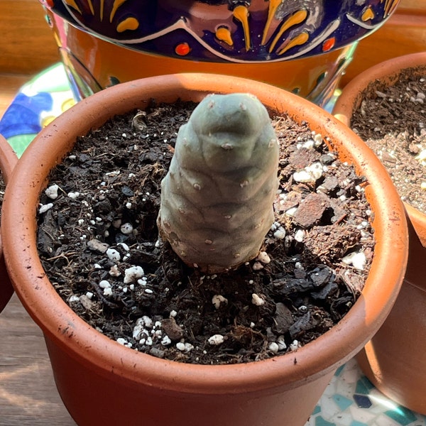 Rare Pine Cone Cactus Opuntia Articulata Inermis - Etsy