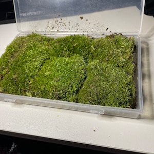 Live Clean and High Quality Planted Sheet Moss & Cushion Moss for ...