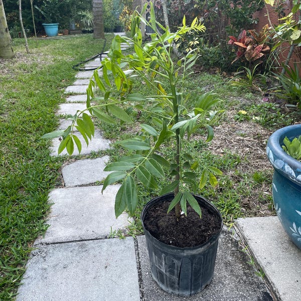 June Plum Dwarf, Ambarella Fruits, Jewel Plums in 10" Pot, Kedondong ...