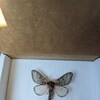Coloradia Pink Saturn Moth Arizona USA - Etsy