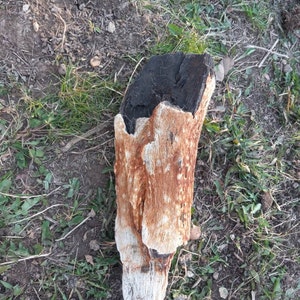 Texas Natural Rotted Petrified Wood Log Agatized Fossil Hard - Etsy