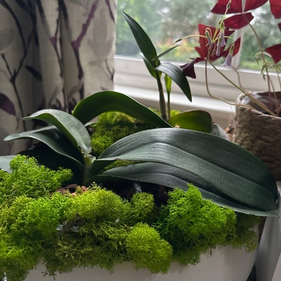 World Map With Moss, World Map With Reindeermoss on a Self-adhesive ...