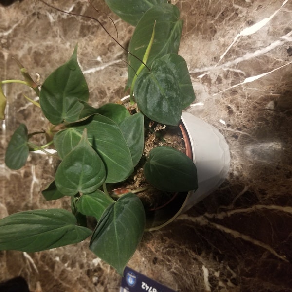 Mican Philodendron | Velvet Leaf Philo | Indoor & Outdoor Live Tropical ...