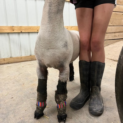 Sheep Leg Wraps, Goat Leg Wraps, Mini Horse Leg Wraps, Glittery Wraps ...