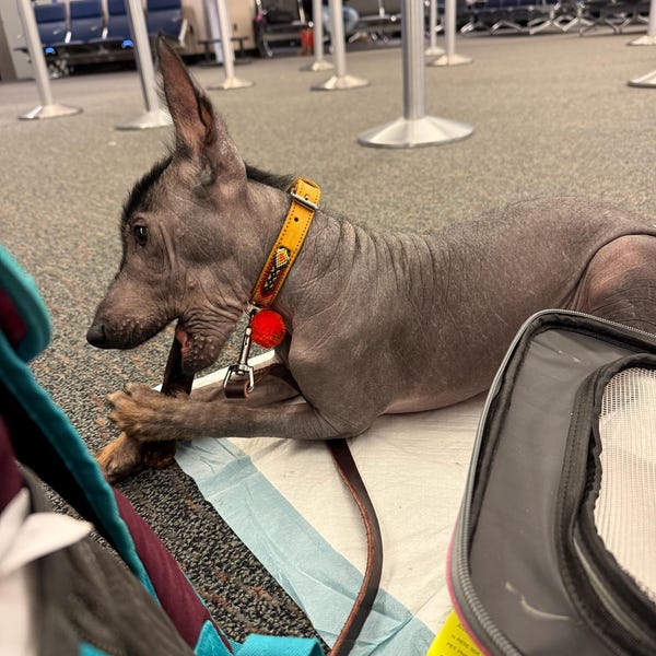 SMALL Mexican Pet Collar - Leather Dog Collar, Tribal Dog Dollar ...