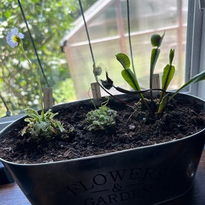 Hoya Sp. Timor, Rare & Beautiful Hoya, Rooted Plant Shipped in 2.5 Pot ...