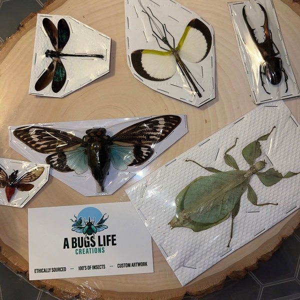 Fancy Metallic Damselfly Big Real Insect Bug Taxidermy Craft-ready Specimen Dragonfly Butterfly ...