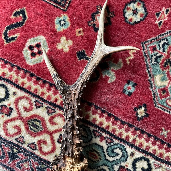 5 Red Deer Antler Tips With Hole | Naturally Shed | Real Antler | Pre ...