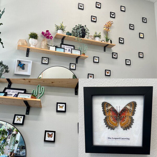Mix 20 Beautiful Thai Butterfly Insect Taxidermy Entomology Frame ...