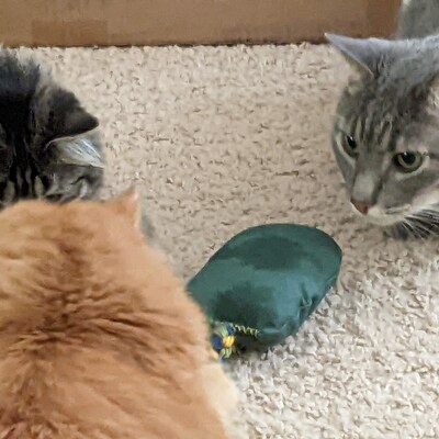 Pico De Gato 1oz Resealable Package of Super Potent Catnip 16100 - Etsy