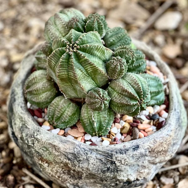 Concrete Tree Troll Planter, Concrete Tree Troll Pot, Faux Tree Troll ...