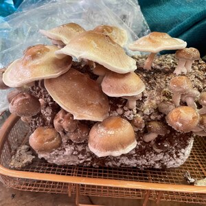 Shiitake Mushroom Growing Kit FREE SHIPPING - Etsy
