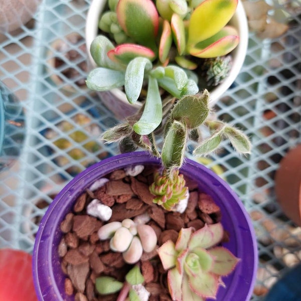 Live Succulent Garden DIY Kit - 2.5” White Pot & Tray - Valentine's ...