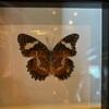 Butterfly Display Case Real Insect Taxidermy Art Baeotus - Etsy