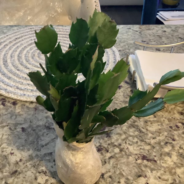 Sempervivum（forever-growth) Live Plant - Etsy