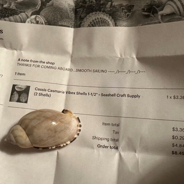 Trochus Radiatus/troca Natural Snail Shell 3/4"-1" Craft Seashells (5 ...