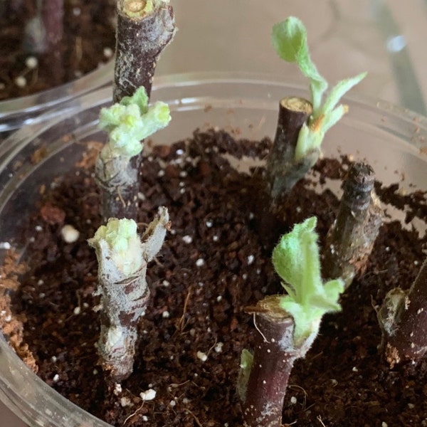 5 Japanese Ume Fruit Tree Cuttings, or Plum Fruit Tree Cuttings App 5 ...